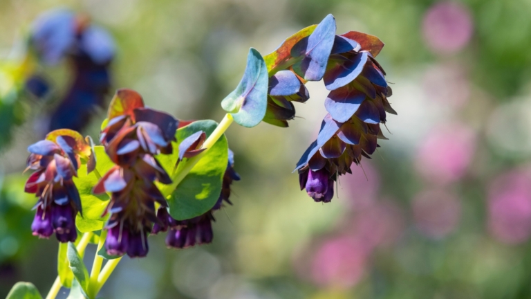 How to Plant, Grow, and Care For Cerinthe