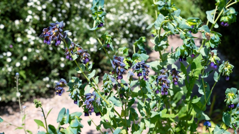 How to Plant, Grow, and Care For Cerinthe
