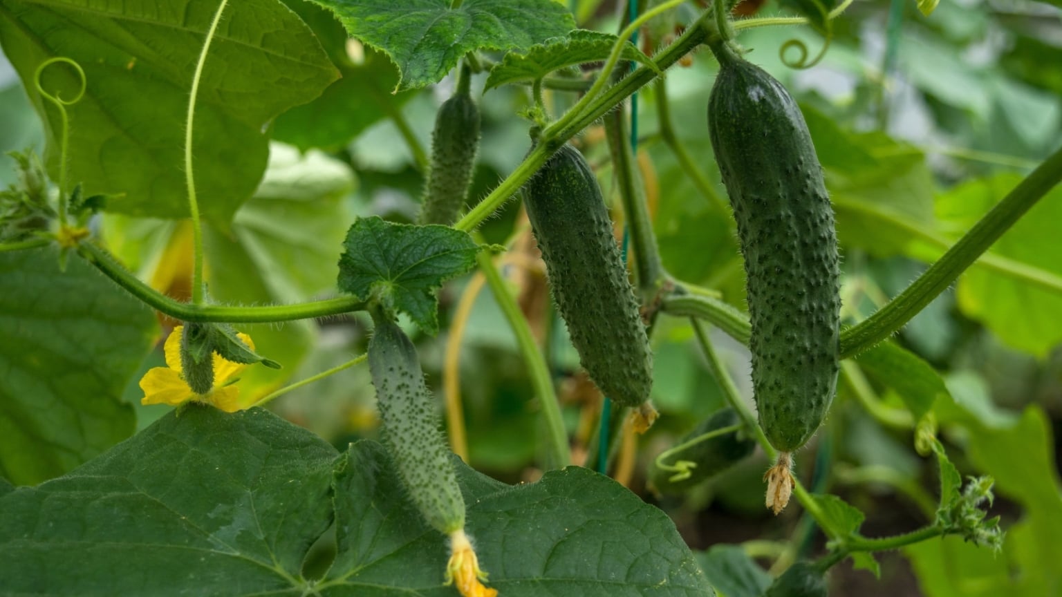 9 Seeds That Need Bottom Heat to Germinate