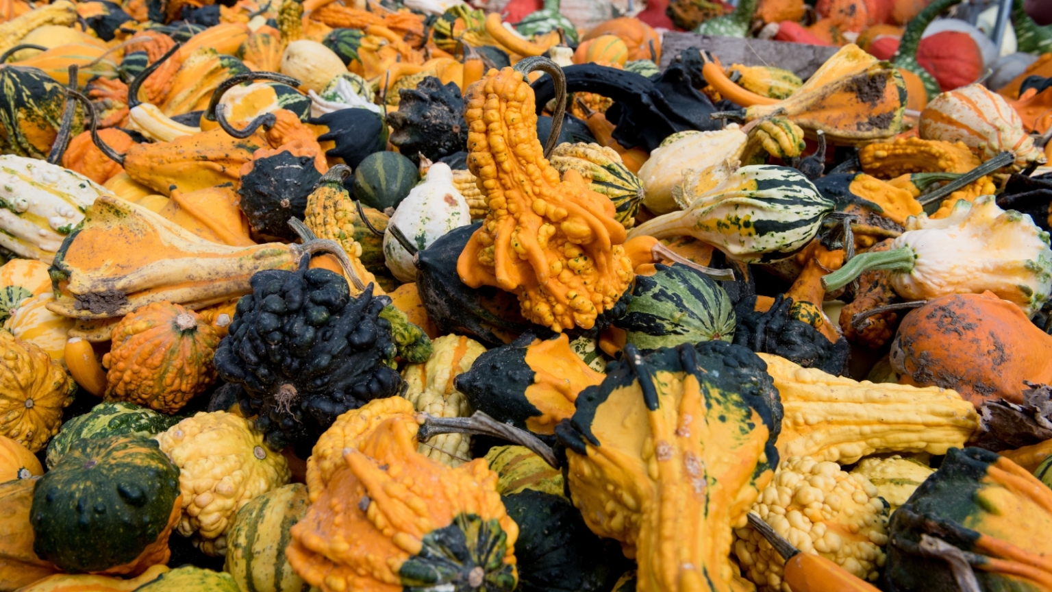 11 Unusual Gourds to Plant Now for Fall