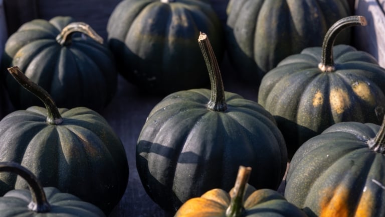 9 Fast-Growing Pumpkins You Can Plant in July