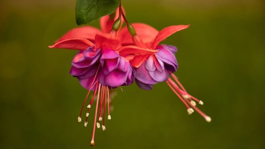 How to Plant, Grow, and Care for Fuchsias