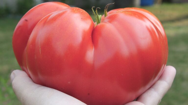 For the Biggest, Juiciest Tomatoes, Try these 11 Varieties