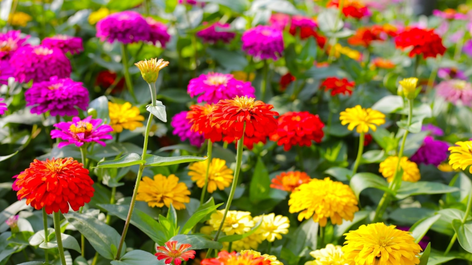 9 Seeds That Need Bottom Heat to Germinate