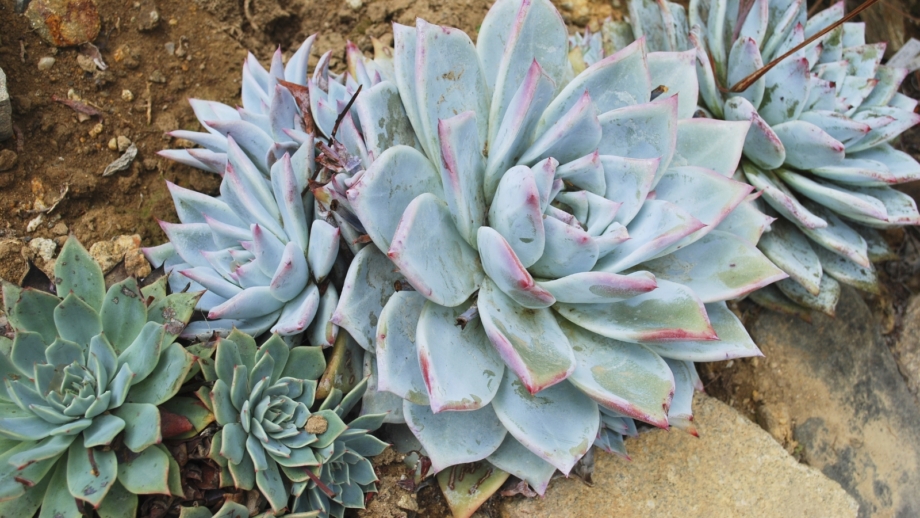 17 Indestructible Plants for Your Rock Garden