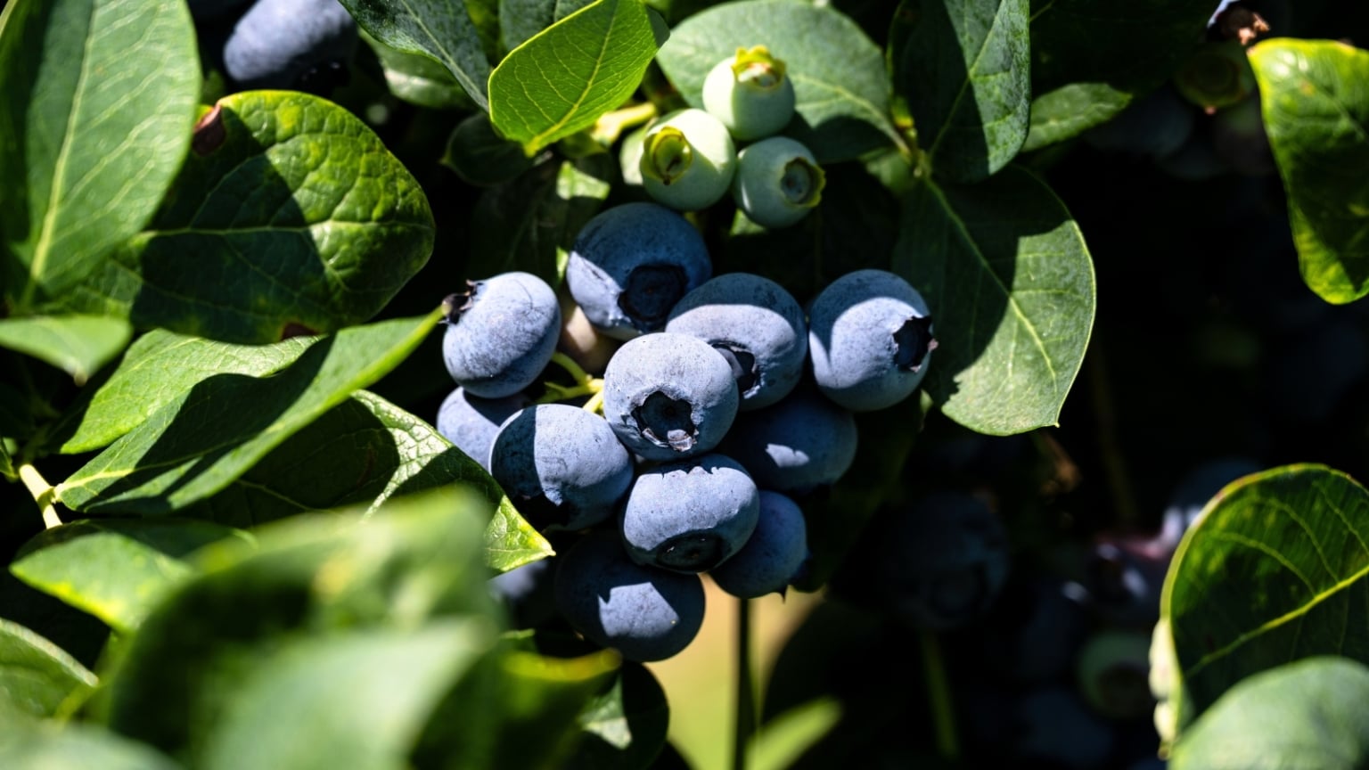 7 Best Blueberry Varieties to Grow in Pots and Containers