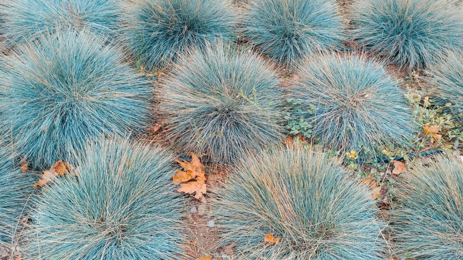 17 Indestructible Plants for Your Rock Garden