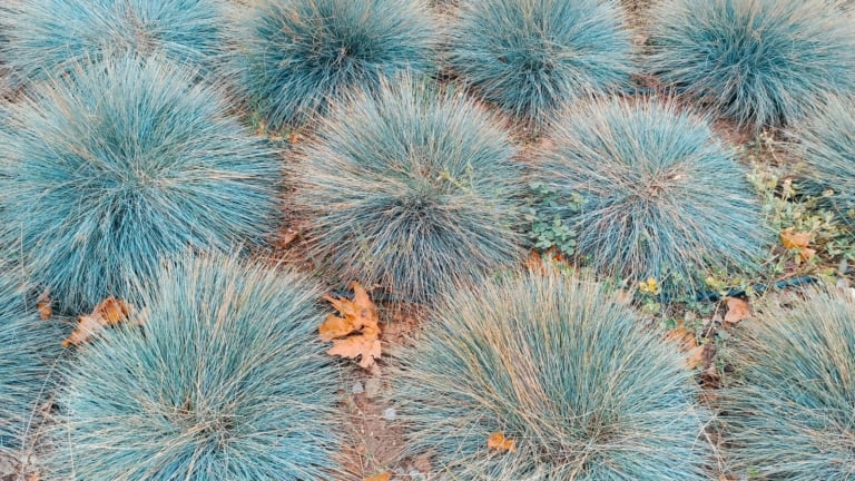 17 Indestructible Plants for Your Rock Garden