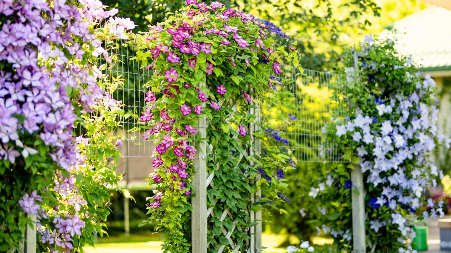 Where to Plant Clematis: 7 Pro Tips