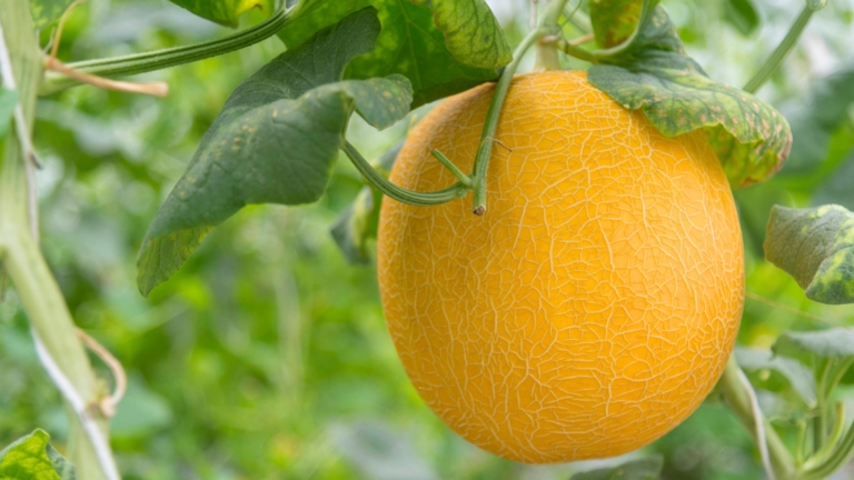 7 Pro Growing Tips for the Biggest, Juiciest Melons