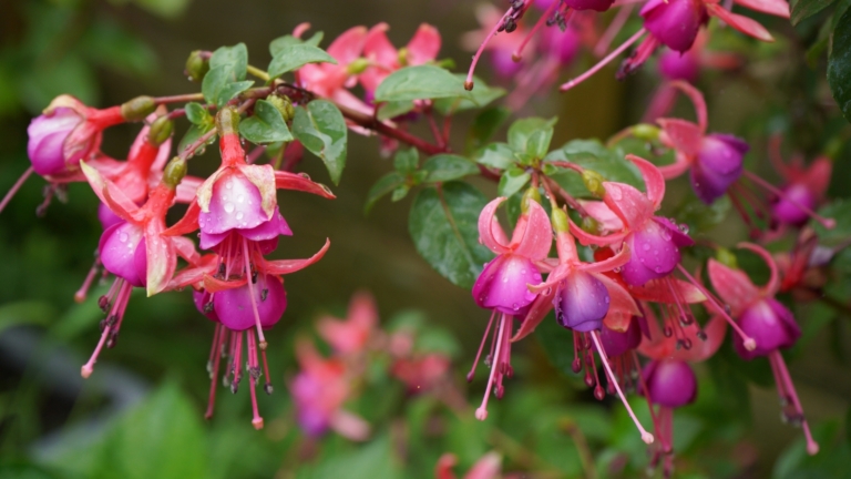 7 Top Trailing Fuchsia Varieties for Hanging Baskets