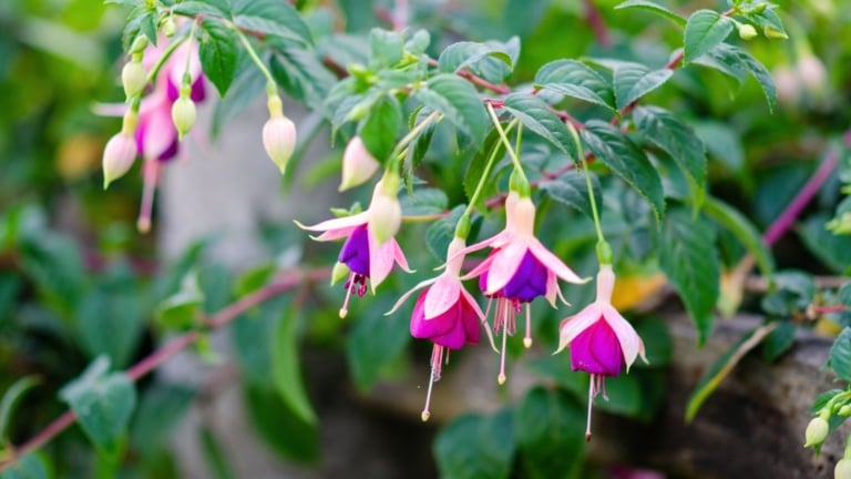 7 Top Trailing Fuchsia Varieties for Hanging Baskets