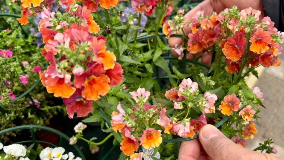 How to Plant, Grow, and Care for Nemesia
