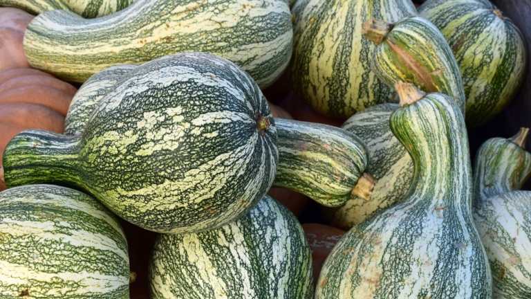 13 Varieties of Heirloom Squash You Should Grow This Year