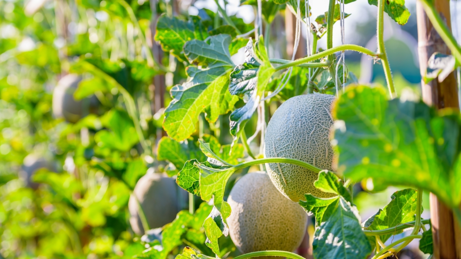 13 Garden Veggies That Need Extra Fertilizer