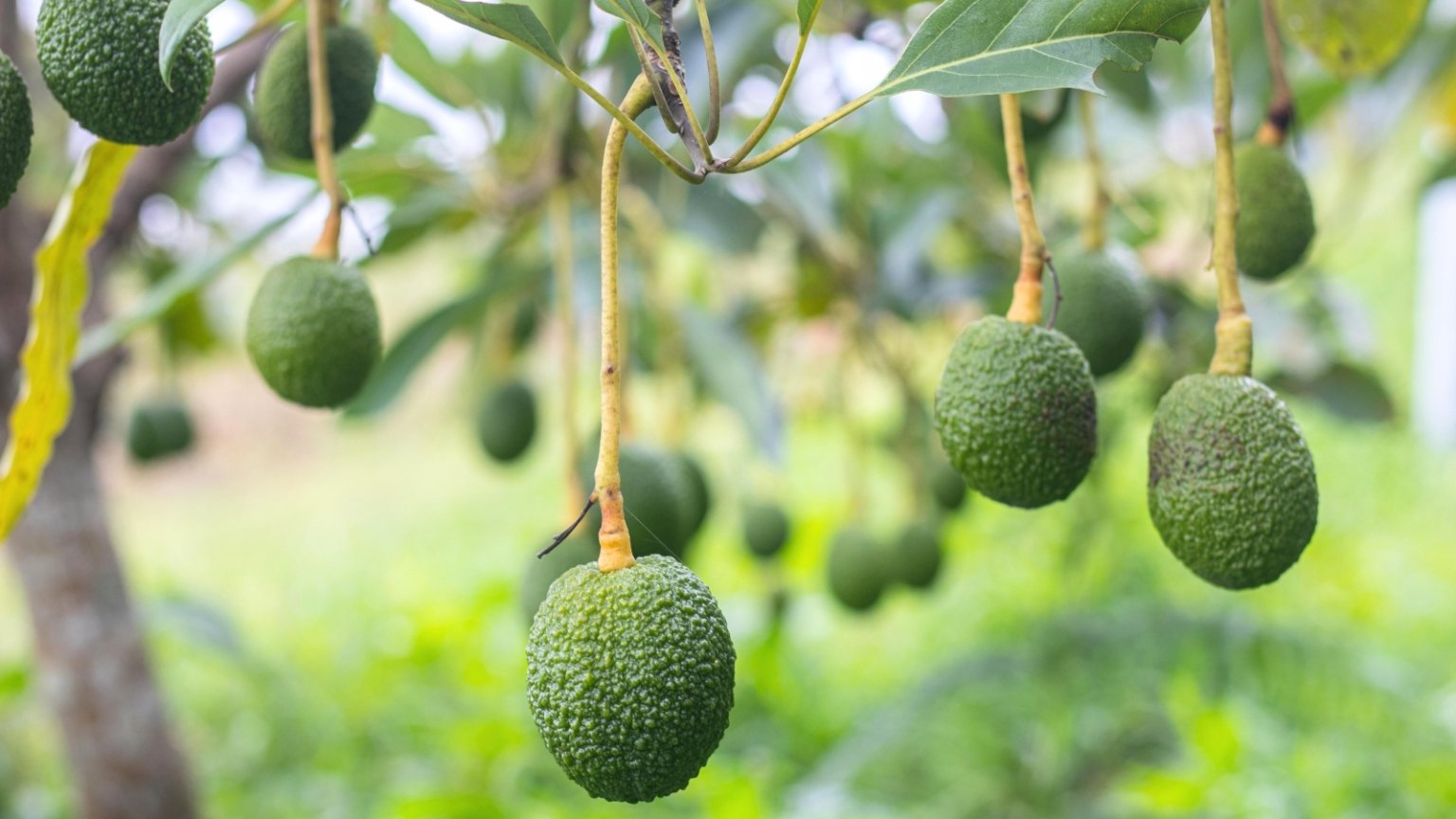 How to Plant, Grow, and Care For Avocado Trees in Pots and Containers