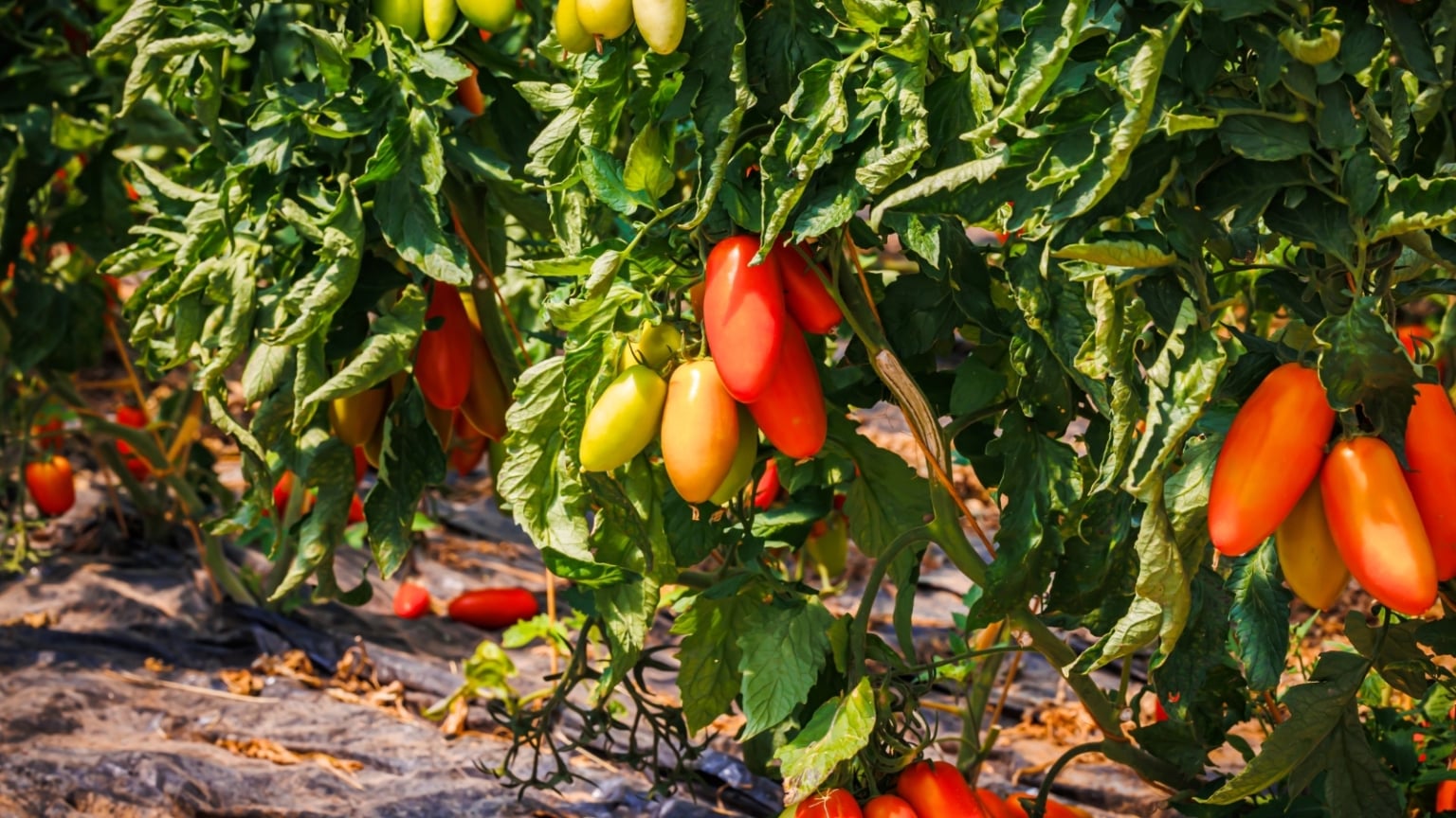 9 Secret Tomato Growing Tricks From Italian Nonnas
