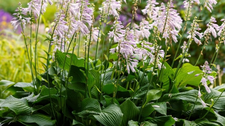 17 Plants Ideal for Rock Gardens in the Shade