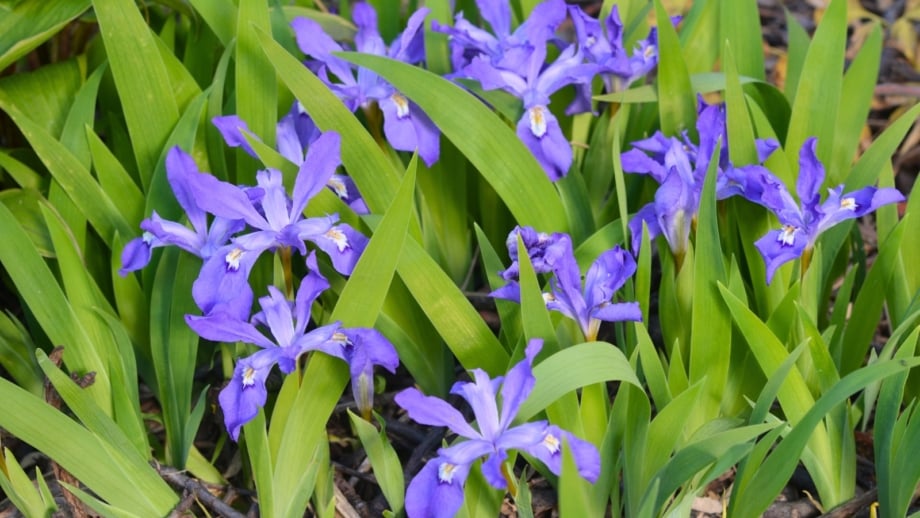 17 Plants Ideal for Rock Gardens in the Shade
