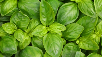 17 Best Basil Varieties For Making Pesto