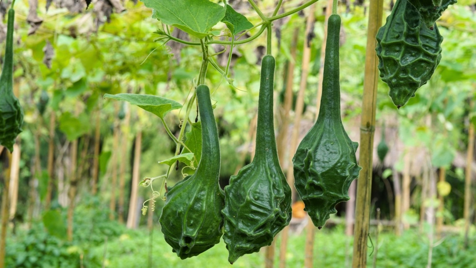11 Unusual Gourds to Plant Now for Fall