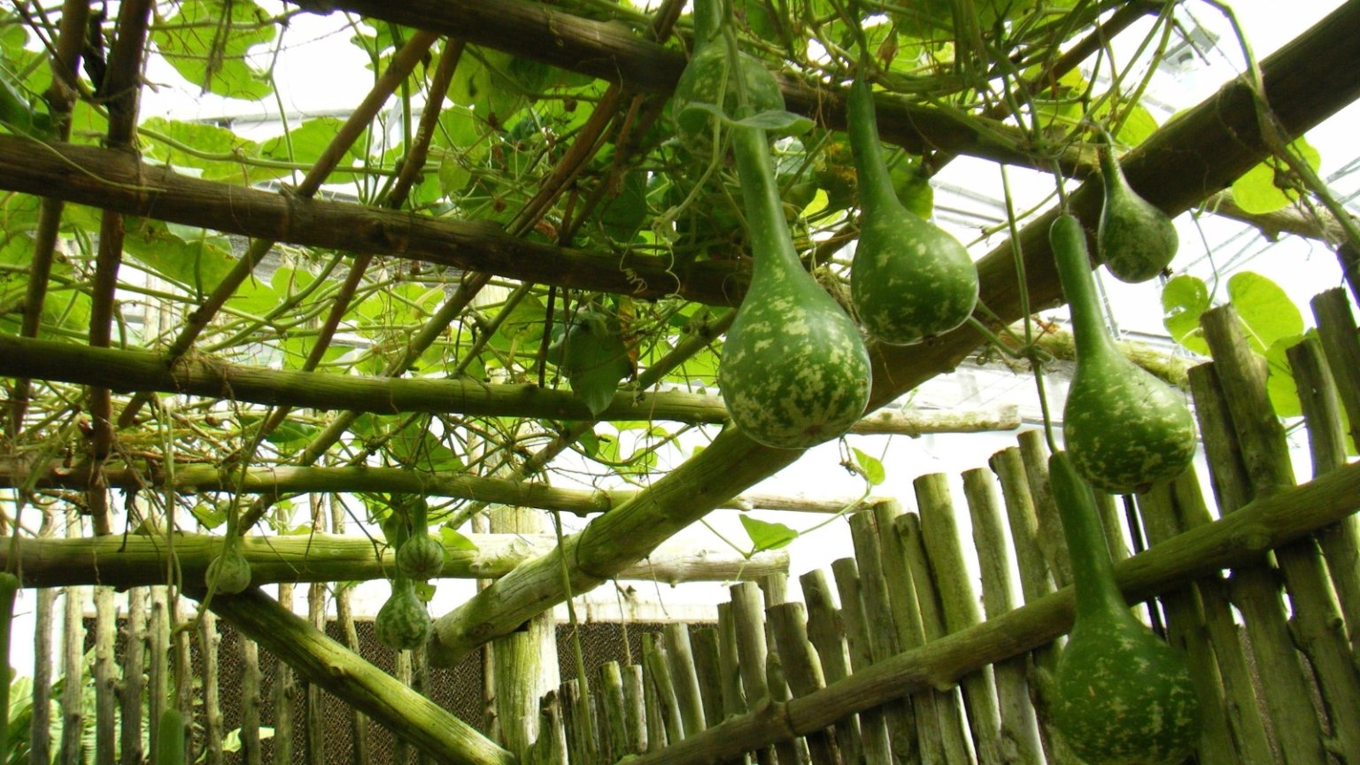 11 Unusual Gourds to Plant Now for Fall