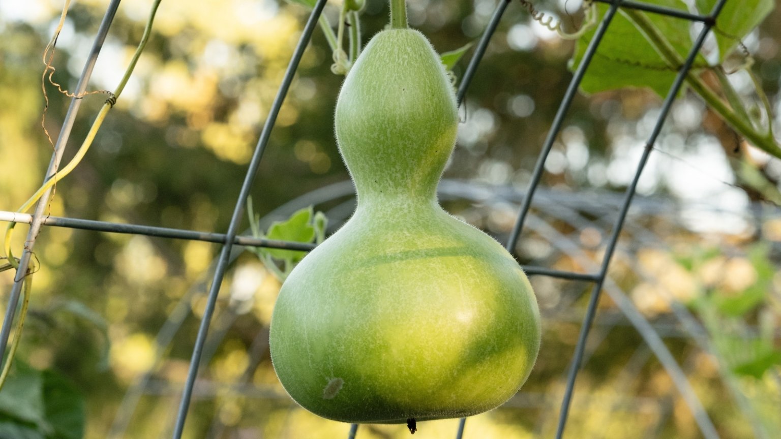 11 Unusual Gourds to Plant Now for Fall
