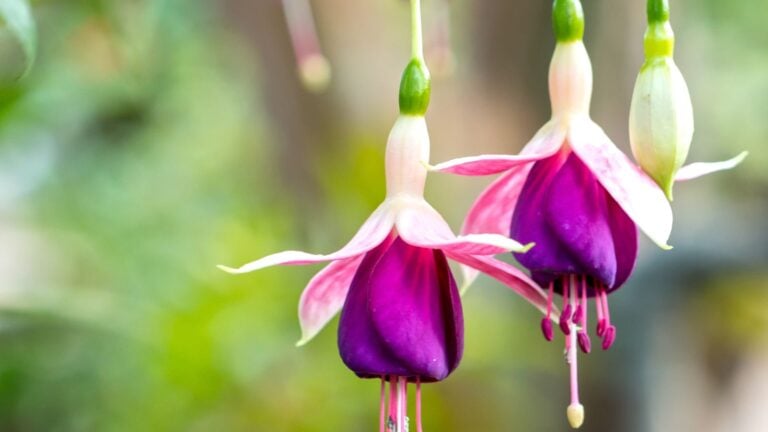 How to Care for Fuchsias in Pots and Containers: 5 Growing Tips