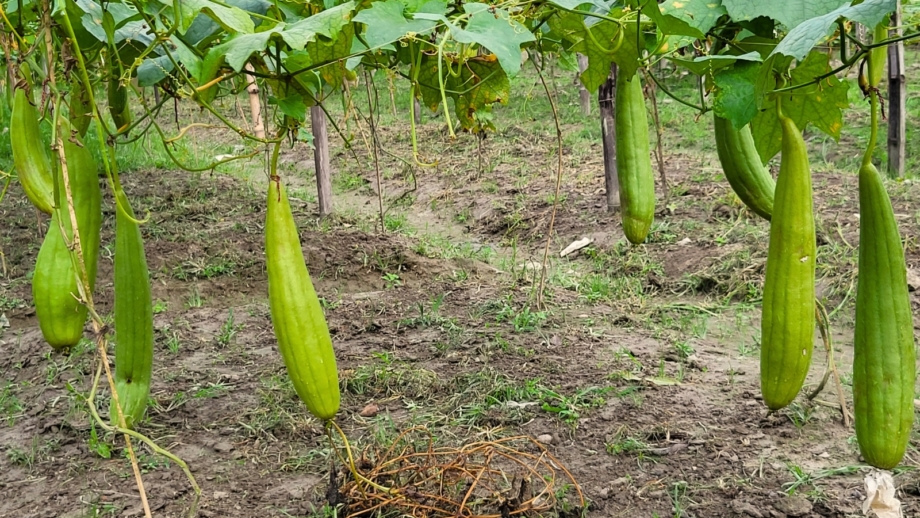 11 Unusual Gourds to Plant Now for Fall