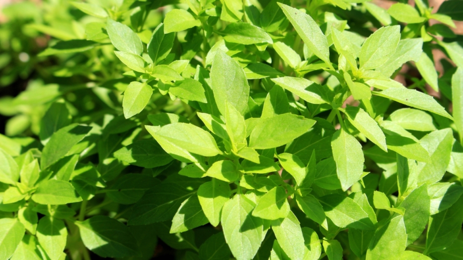 17 Best Basil Varieties For Making Pesto