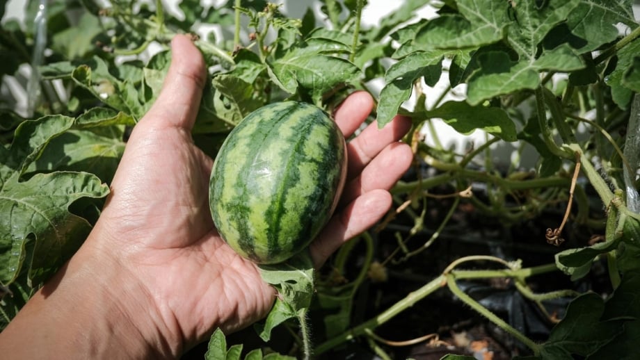 How to Grow Watermelons in Pots and Containers