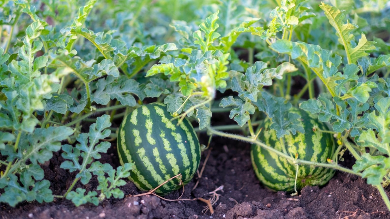 How Long Do Watermelons Take to Produce Fruit?