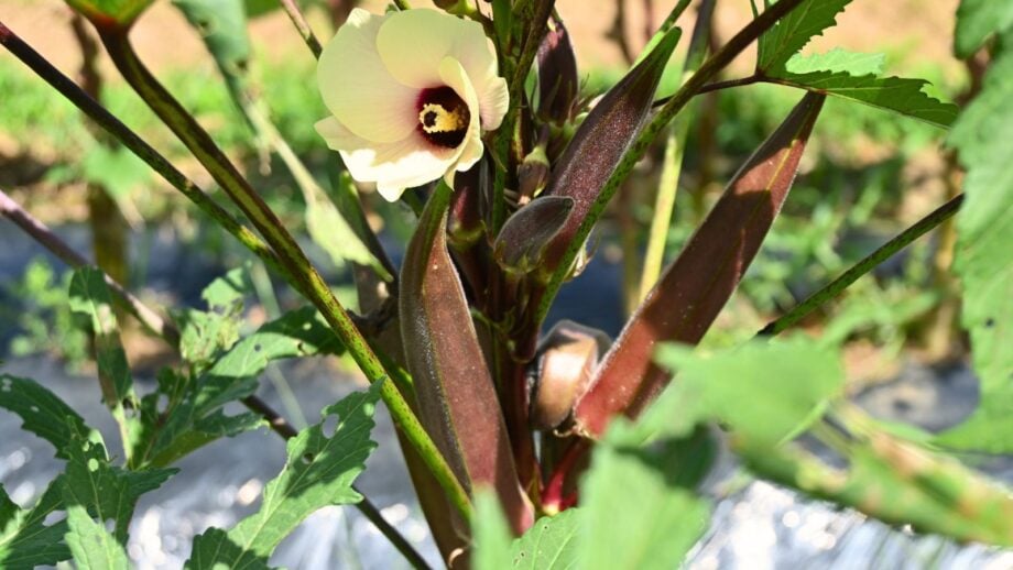 How to Plant, Grow, and Care for Okra