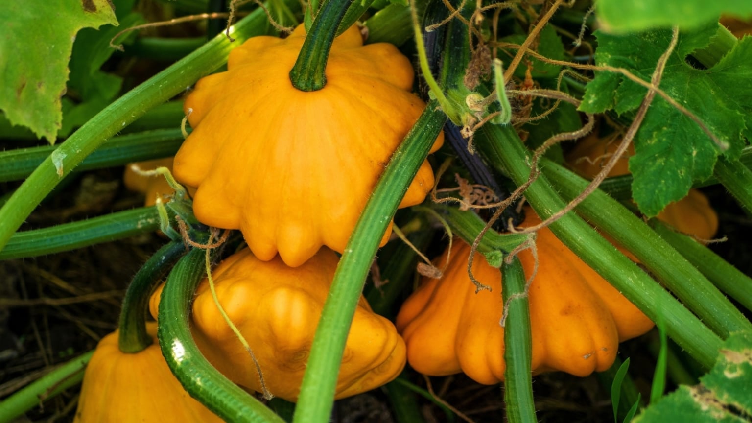 Summer Squash From A To Zucchini - Epic Gardening