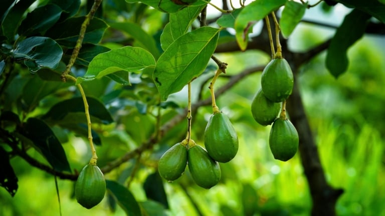 How to Plant, Grow, and Care for Hass Avocado Trees