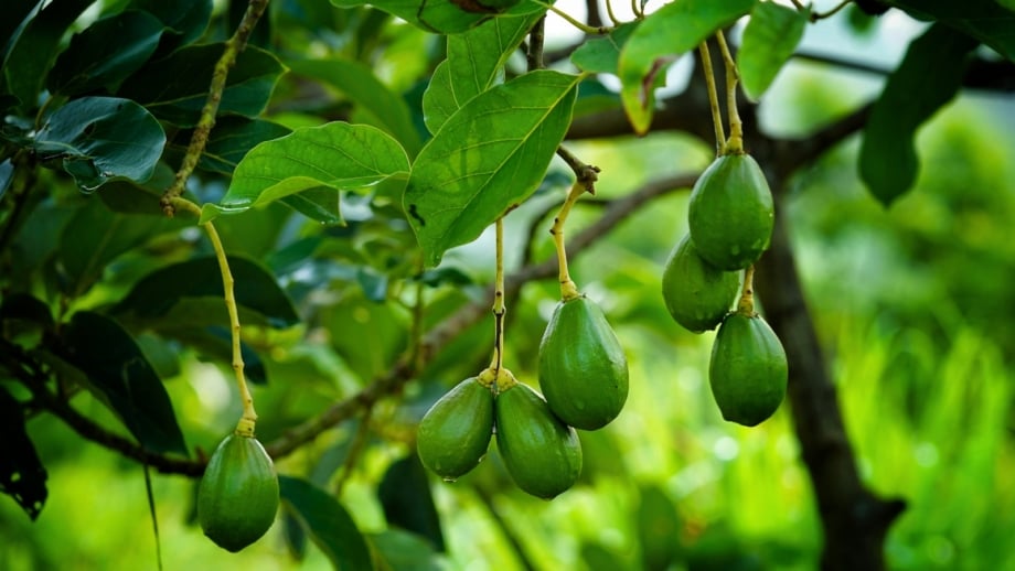 How to Plant, Grow, and Care for Hass Avocado Trees