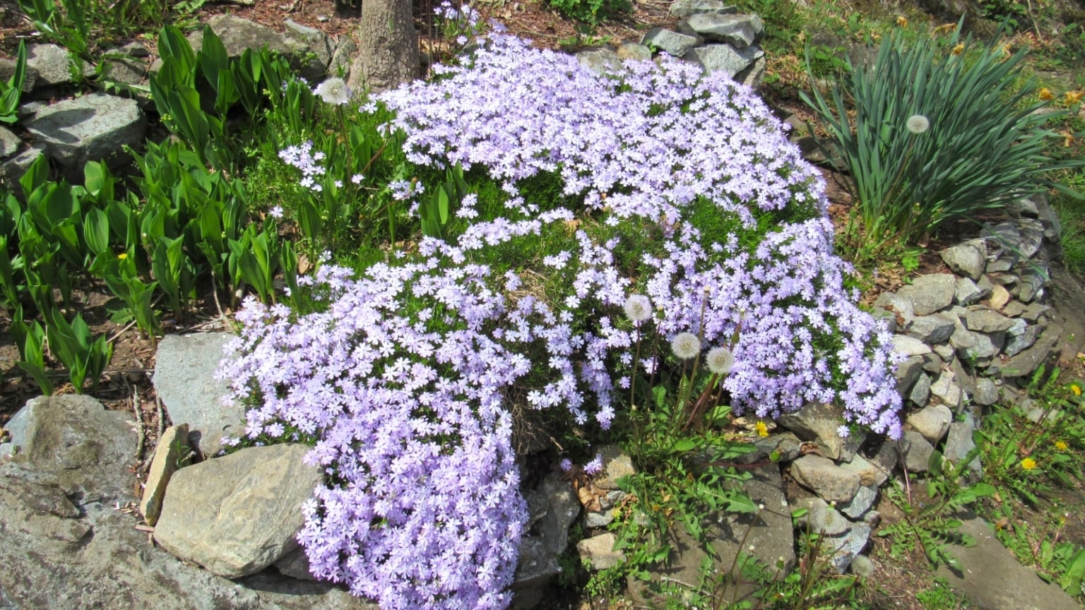 17 Indestructible Plants for Your Rock Garden