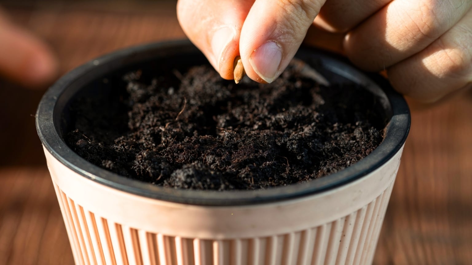 Can You Grow an Apple Tree from Seed?