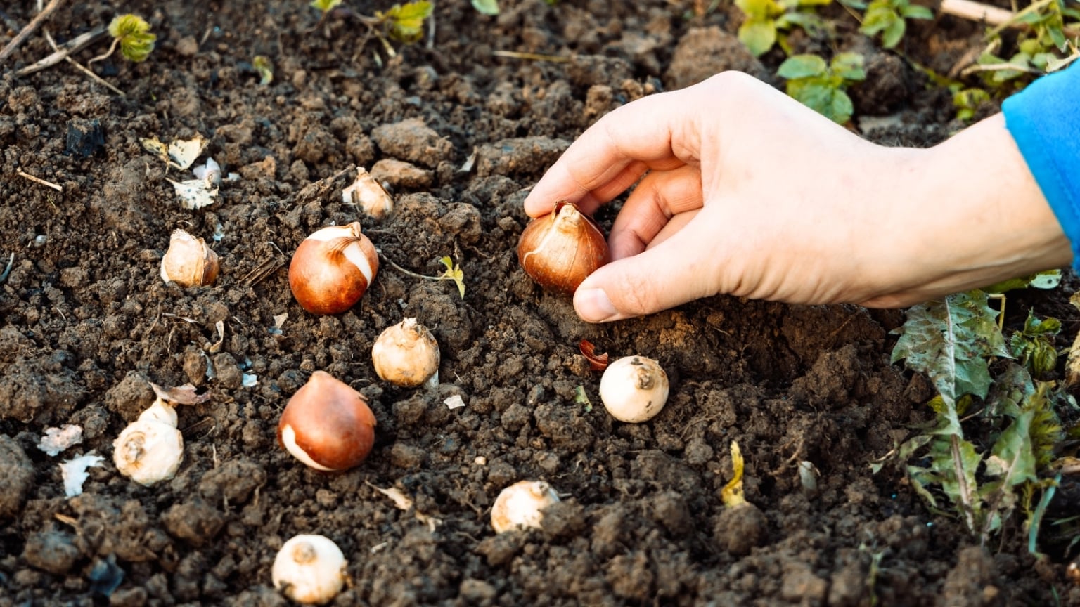 Digging Up vs. Leaving Bulbs in the Ground: 7 Considerations