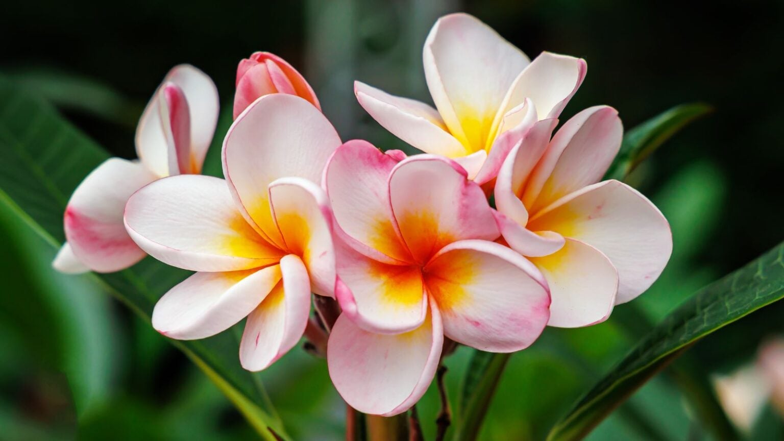 15 Gorgeous and Fragrant Plumeria Varieties You Can Grow