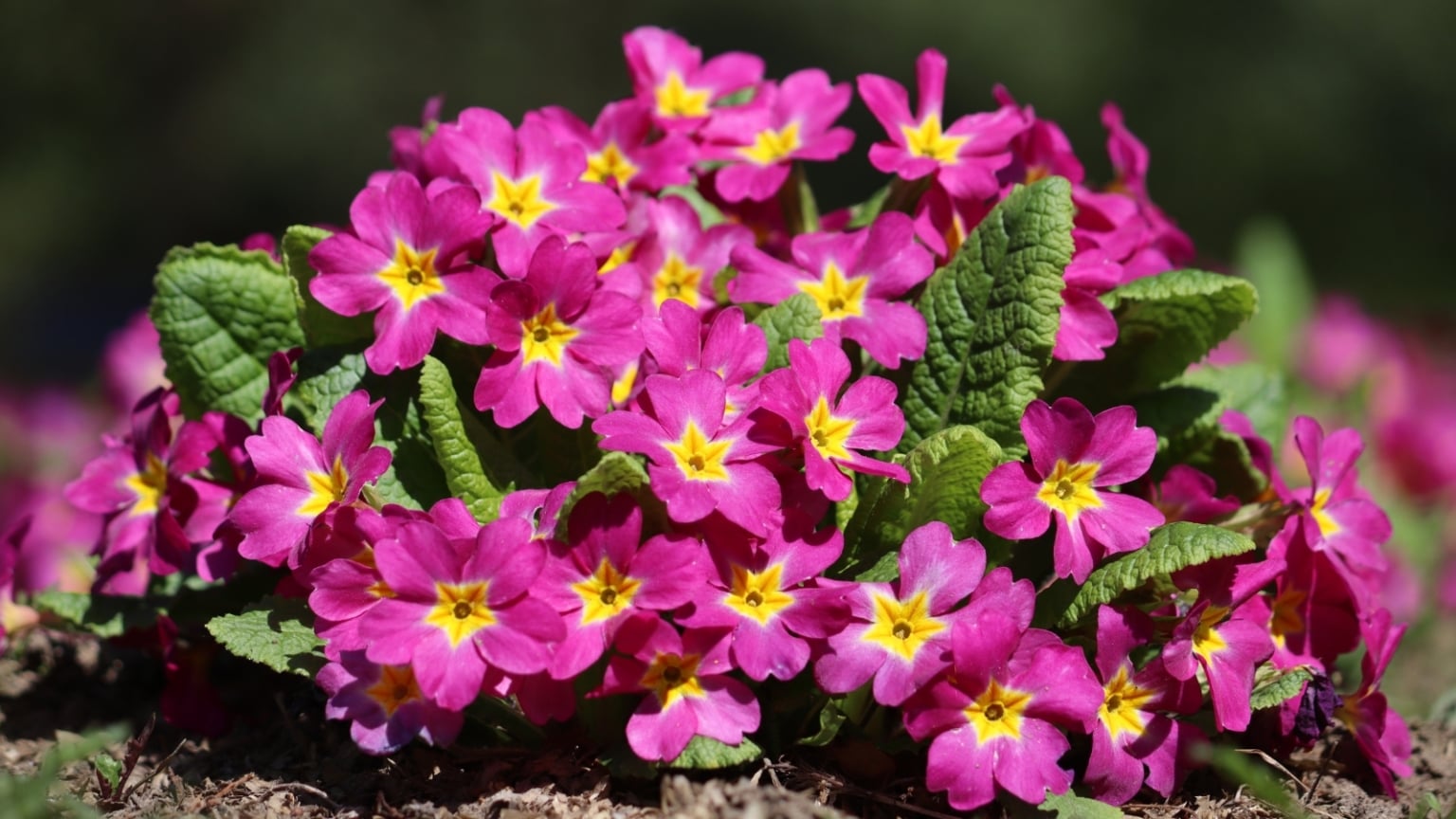 31 Flowers that Will Survive Winter
