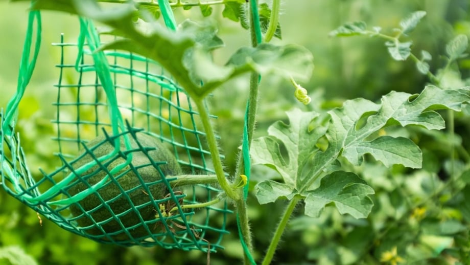 How to Grow Watermelons in Pots and Containers