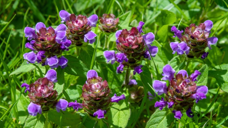 17 Indestructible Plants for Your Rock Garden