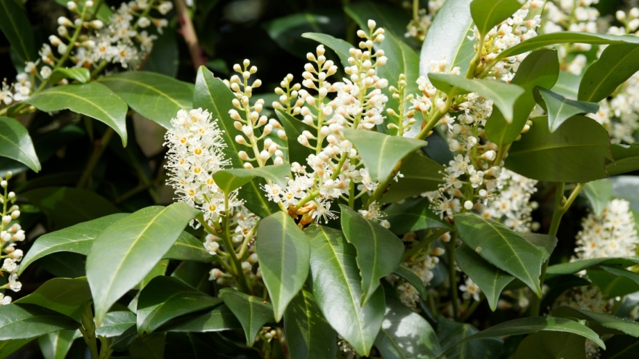 11 Unconventional Hedge Ideas for Your Landscape