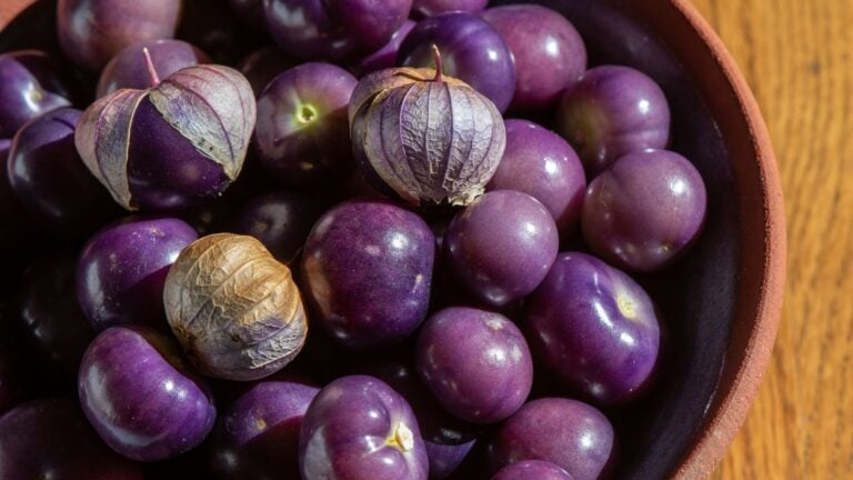 13 Best Tomato Varieties For Making Salsa