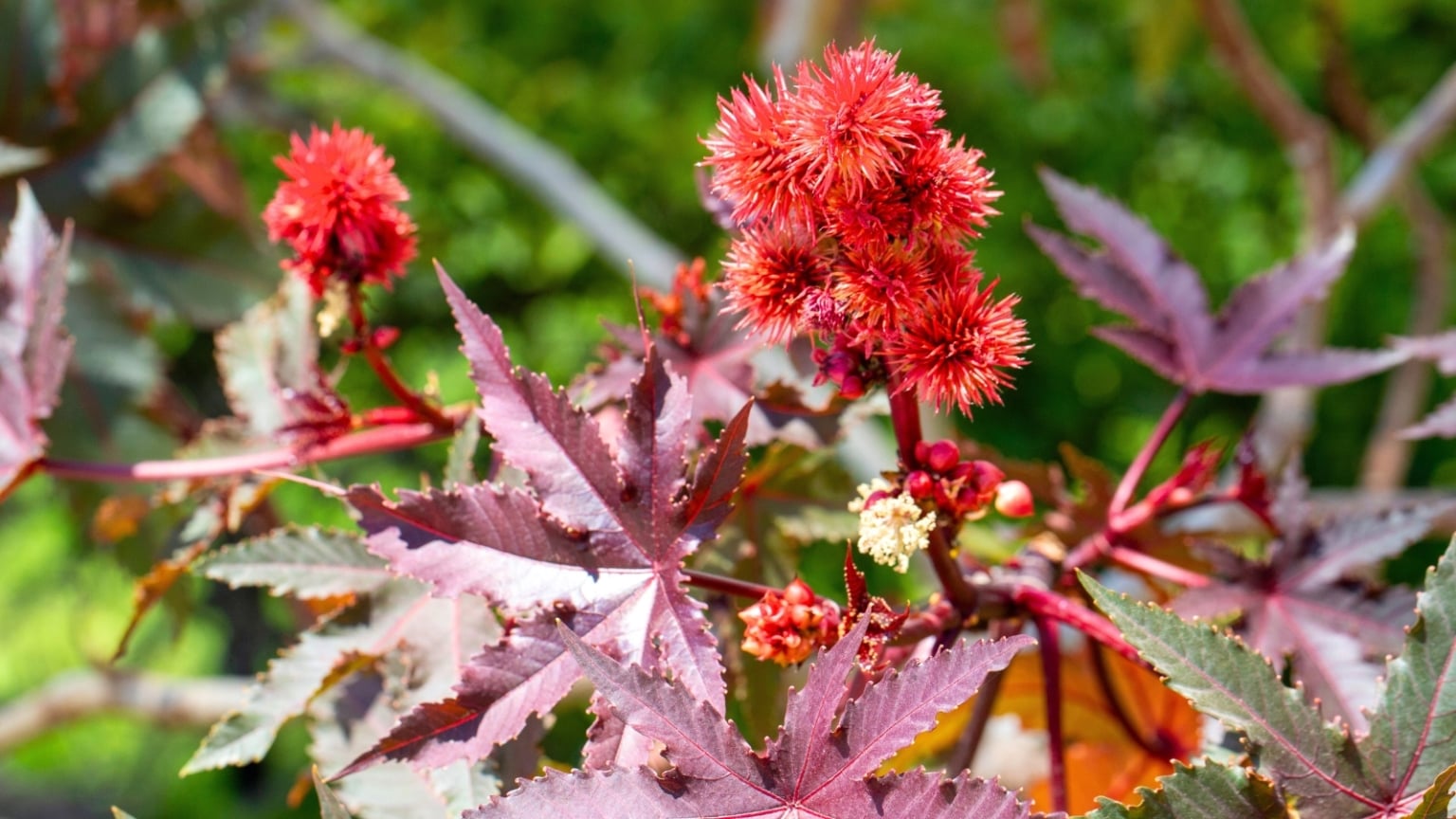 12 Plants You Should Never Grow Around Your Chickens