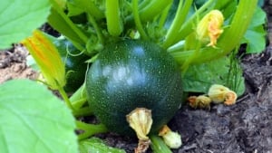 How to Grow A Bounty of Zucchini in Pots and Containers