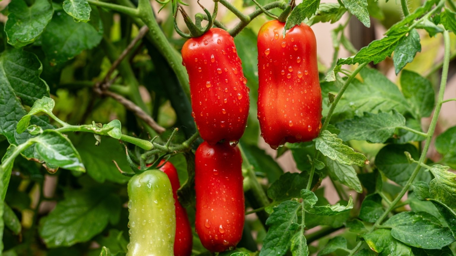 17 Shade-Friendly Tomato Varieties For Gardens With Less Sun