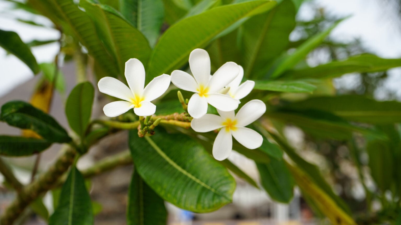 15 Gorgeous and Fragrant Plumeria Varieties You Can Grow