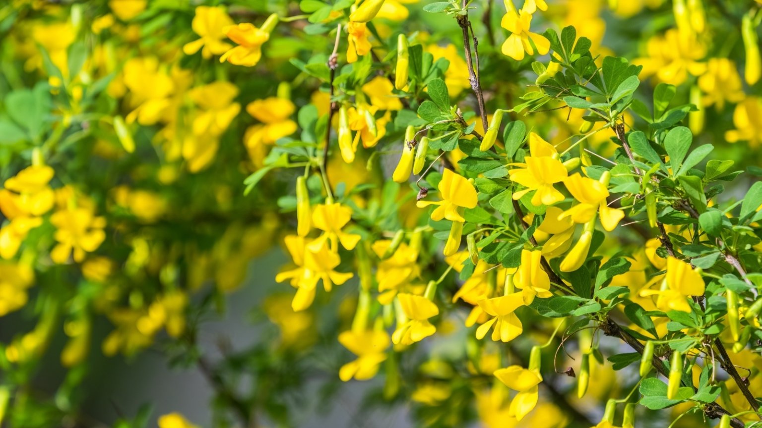 How to Plant, Grow, and Care for Siberian Pea Shrubs - Epic Gardening